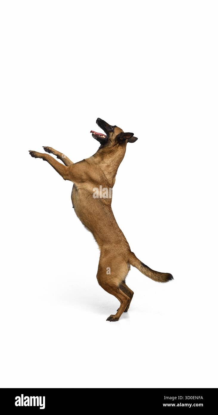Shepherd dog standing on hind legs looking up with enthusiasm and ...