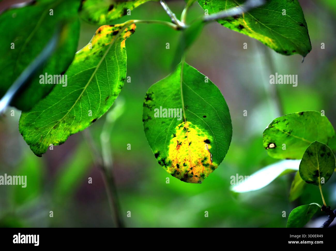 Autumn plants in Huai'an City, east China's Jiangsu Province, 20 October, 2025. (Photo by ...