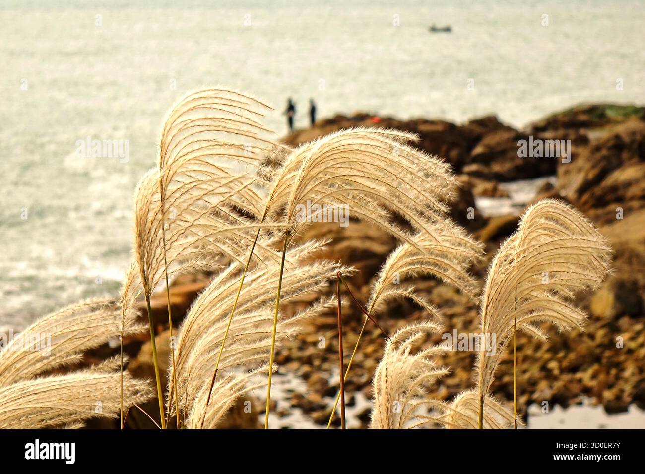Clusters of reed catkins bloom in Qingdao City, east China's Shandong ...