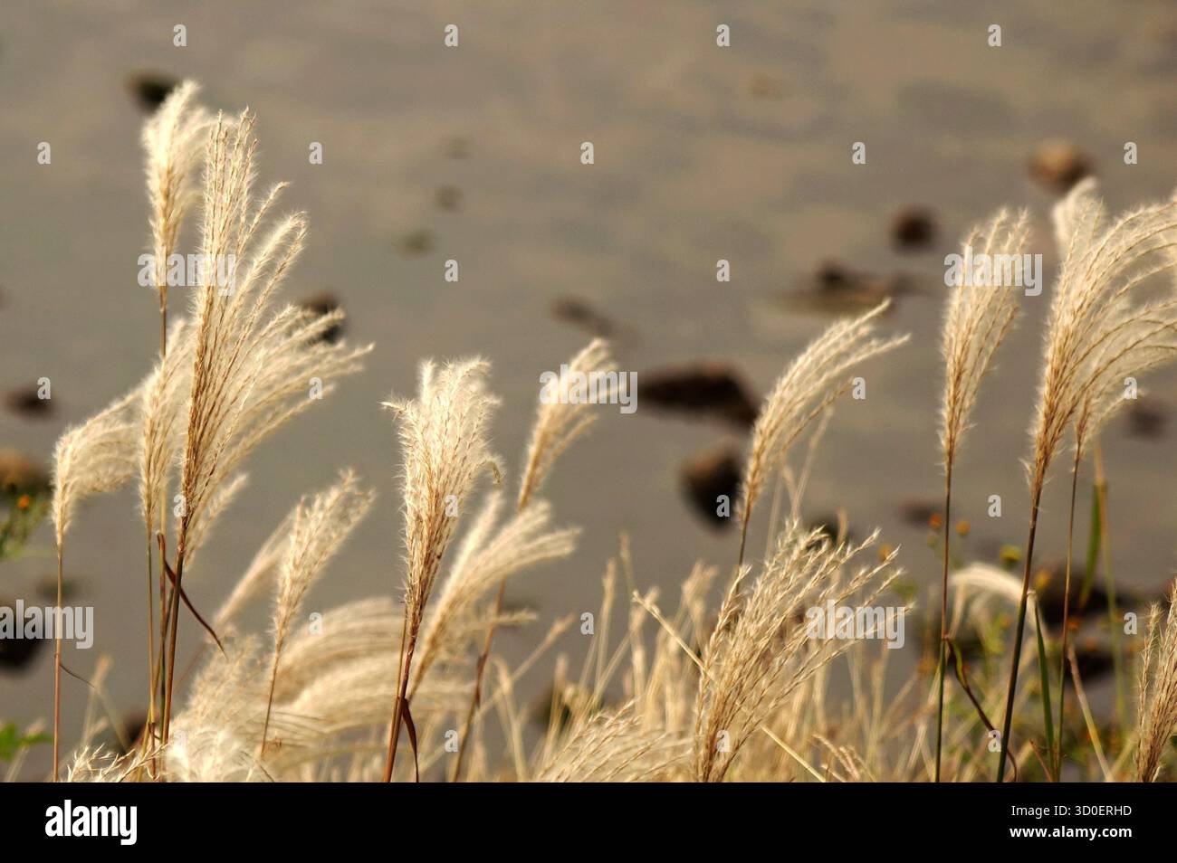 Clusters of reed catkins bloom in Qingdao City, east China's Shandong ...