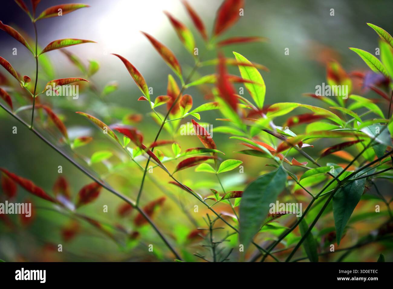 Autumn plants in Huai'an City, east China's Jiangsu Province, 20 October, 2025. (Photo by ...