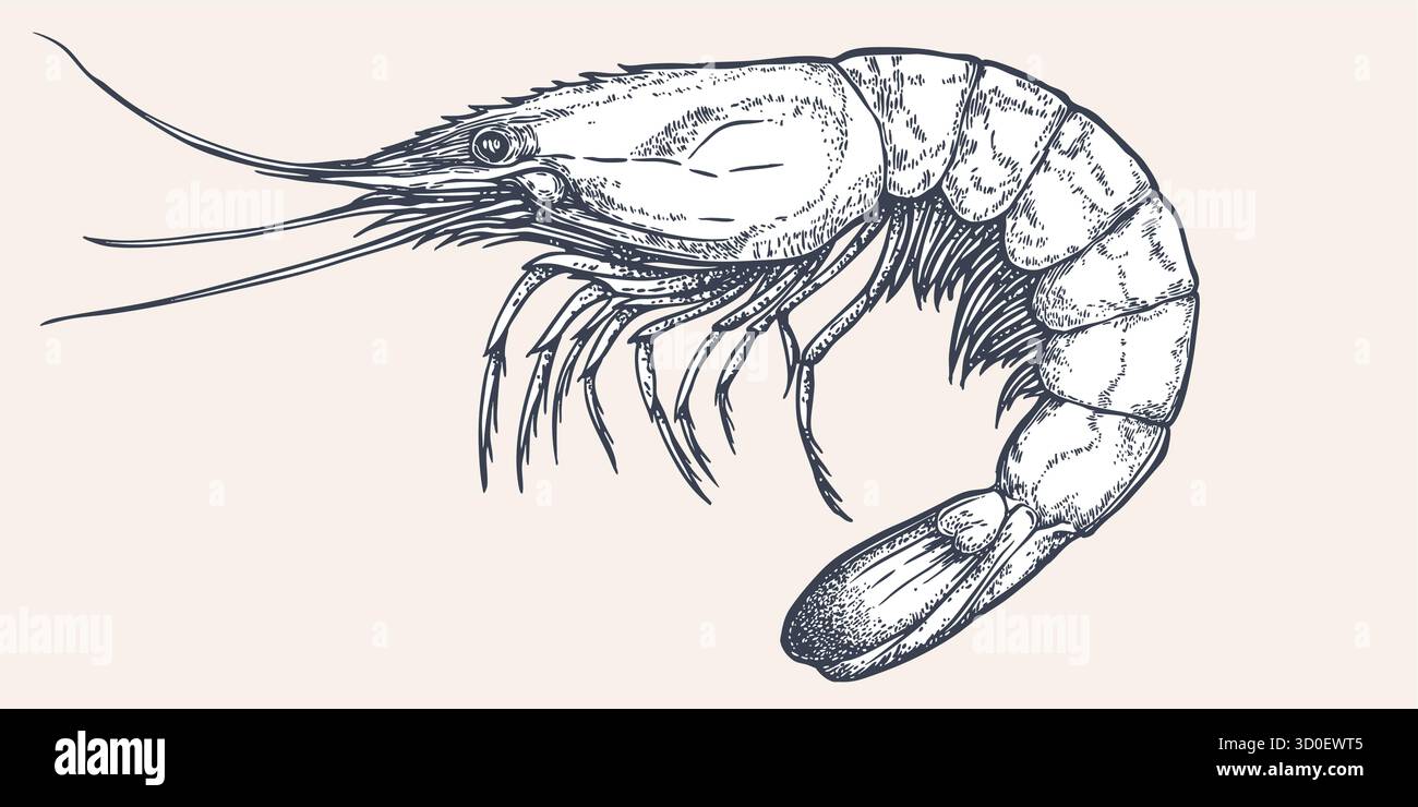 Shrimp, seafood, sketch. Vintage retro print Stock Vector Image & Art ...