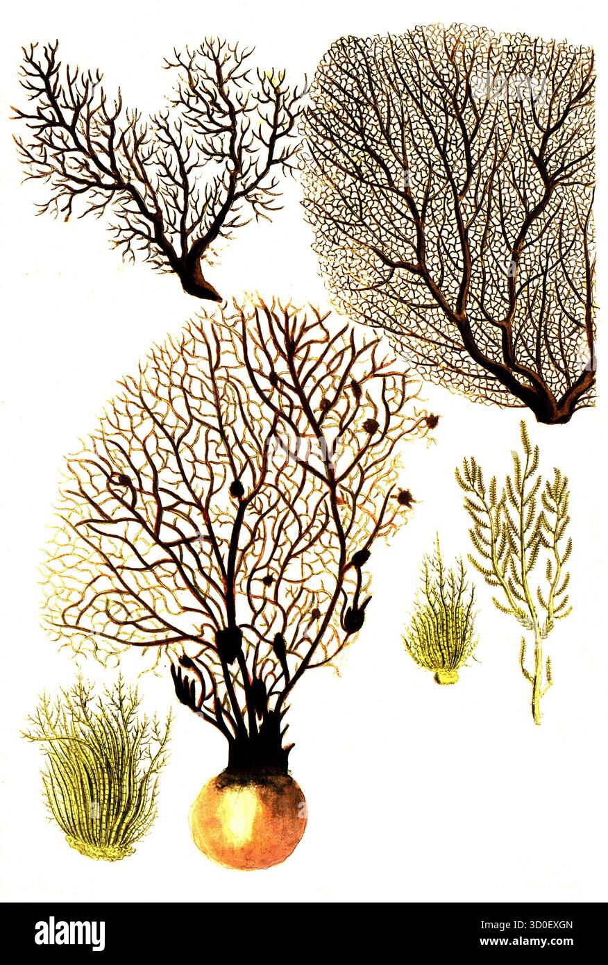 Corallina, various types of coral, historical, digitally restored ...