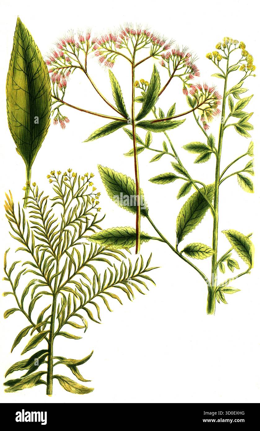 Waterhemp, Eupatorium spicatum, bidens americanum and canadense ...