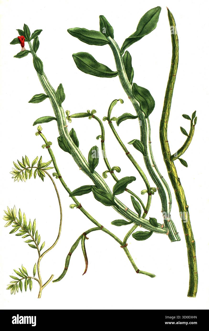 Euphorbiaceae, Esula fruticosa, juncea, indica and tithymalus ...