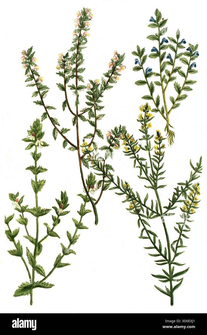 Eyebright, Euphrasia officinarum, coerulea, purpurea, lutea, historical ...