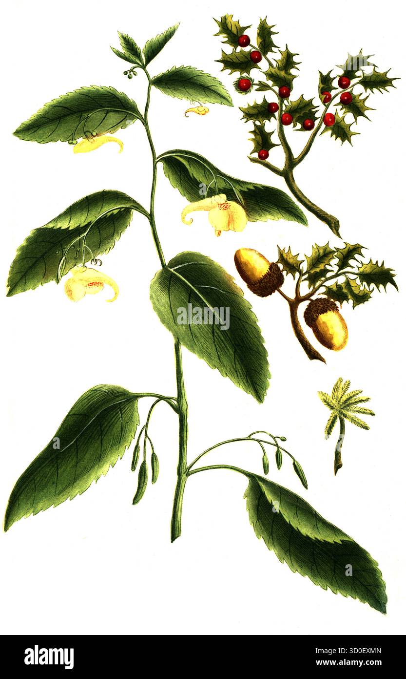 Ilex coccigera, Impatiens, historical, digitally restored reproduction ...