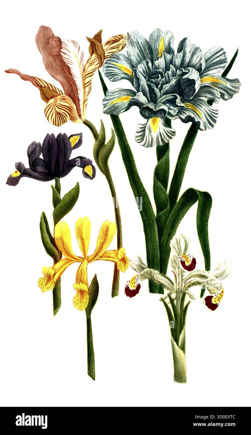 Iris bulbosa, Iris hispanica, species of iris, iris, genus of plants in ...