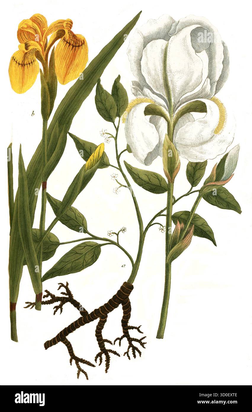 a. Ipecacuanha, b. Iris palustris lutea syn Acorus adulterinus, c. Iris ...