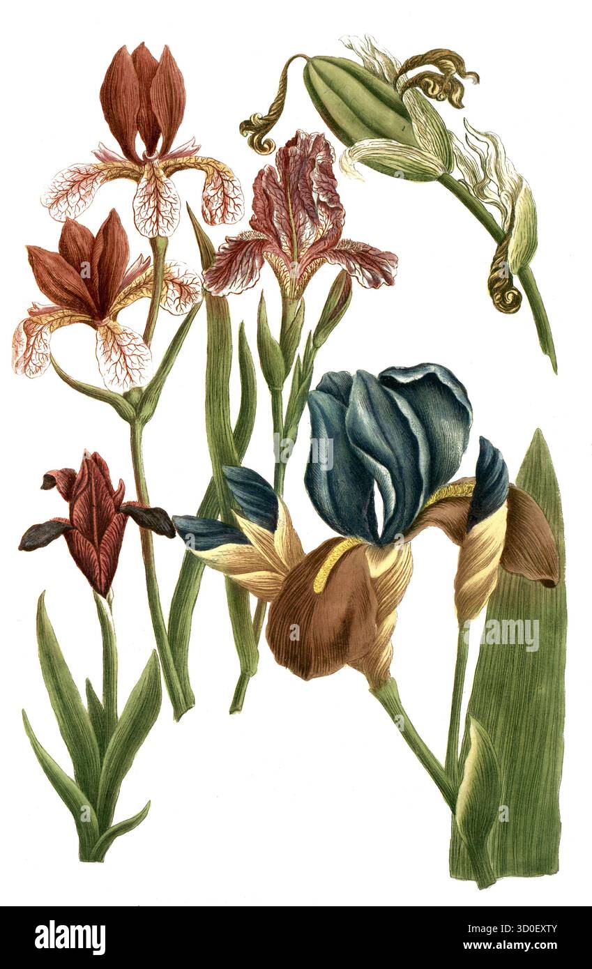 Iris humilis, species of iris, iris, genus of plants in the subfamily ...