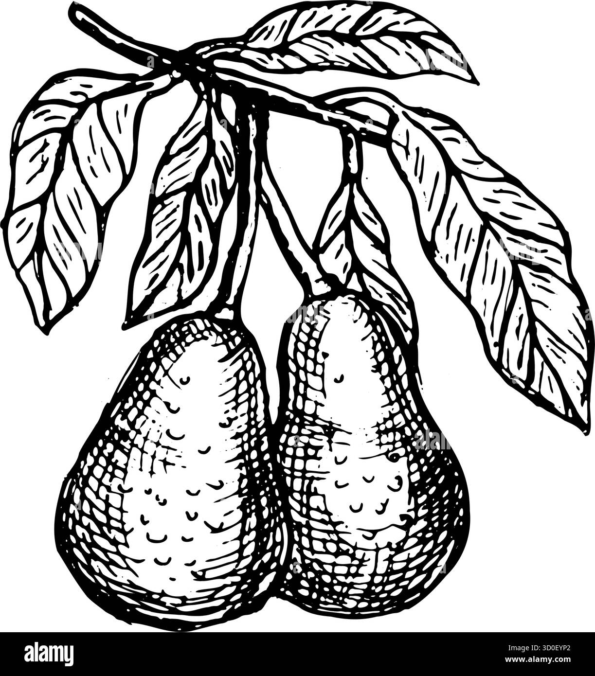 Hand drawn vector branch Stock Vector Images - Alamy