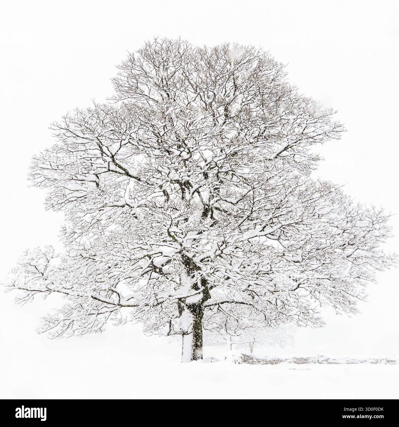 Tree in snow snow Cut Out Stock Images & Pictures - Alamy