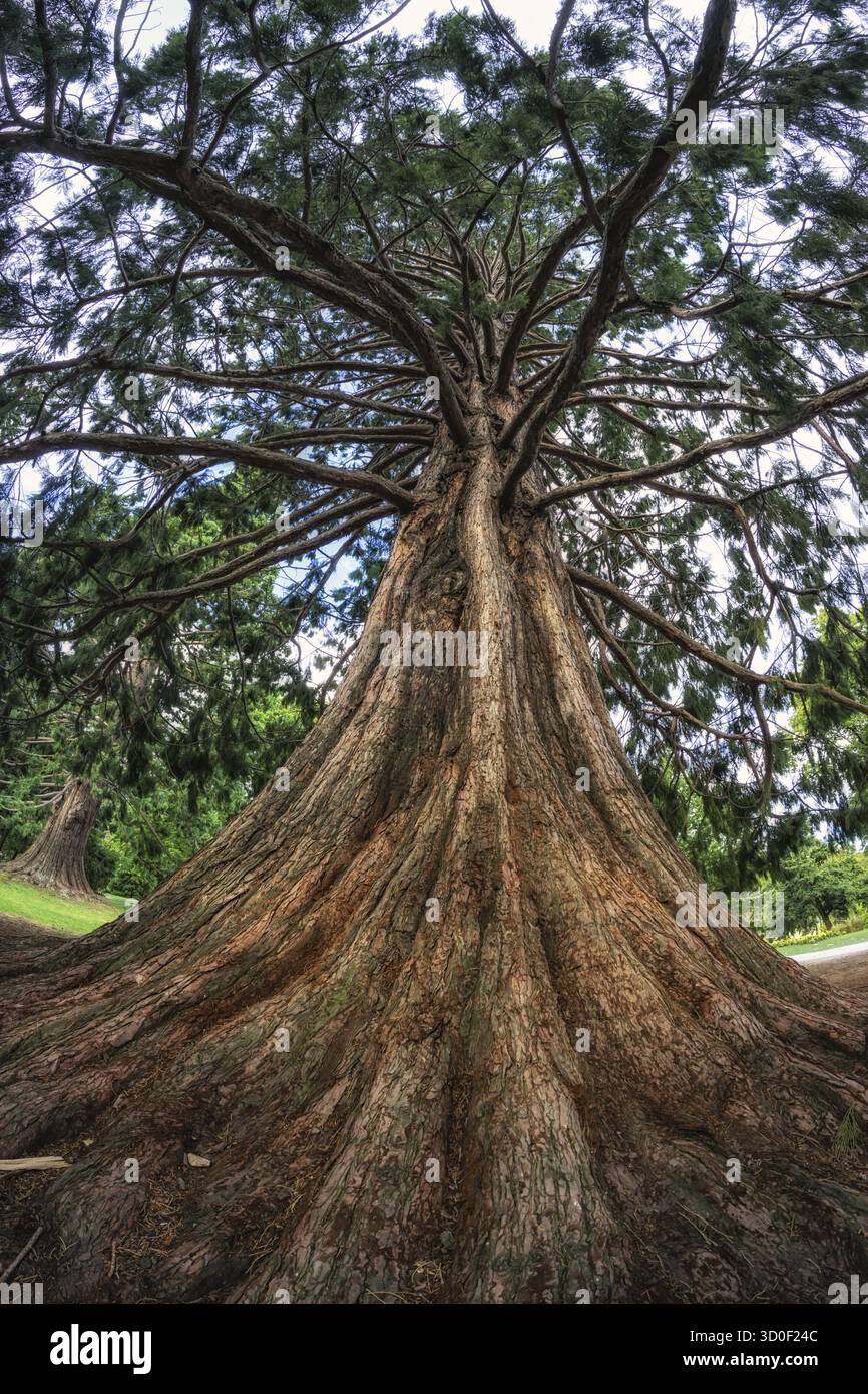New zealand conifer tree hi-res stock photography and images - Alamy