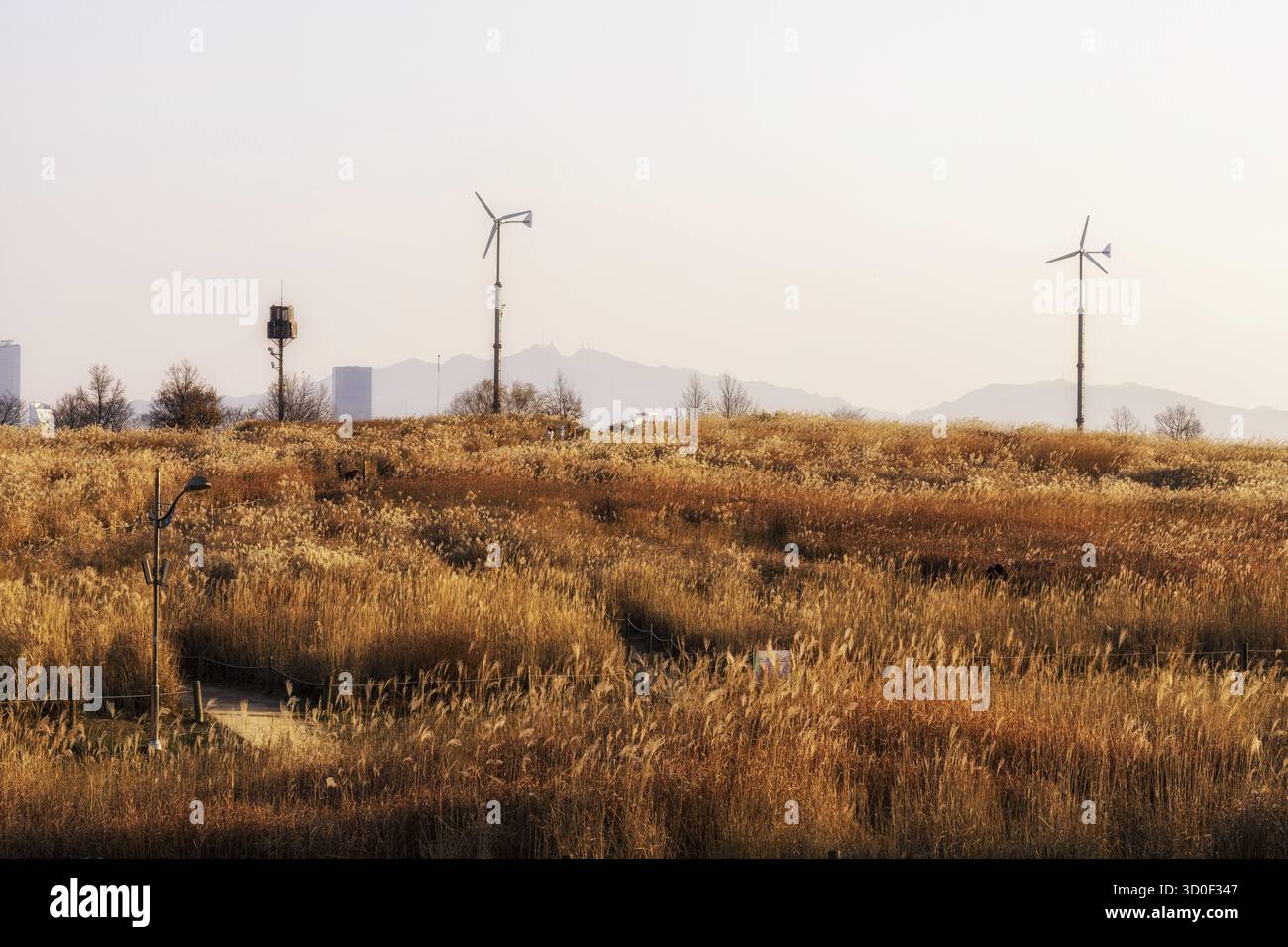 Wild reeds on top of haneul park in seoul, south korea taken during ...