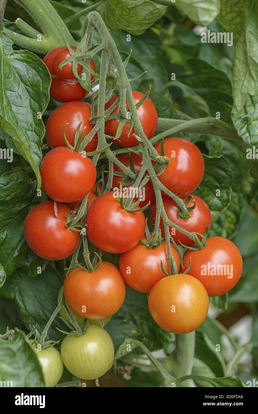 Cocktail tomato (Solanum lycopersicum 'Picolino'), Cambridge Botanical ...
