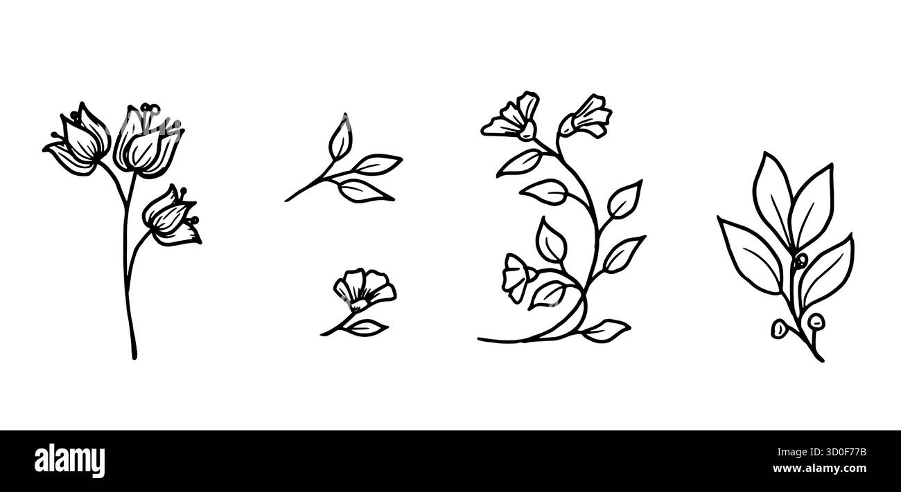 Graceful twigs black and white sketch. Vector illustration. Floral ...