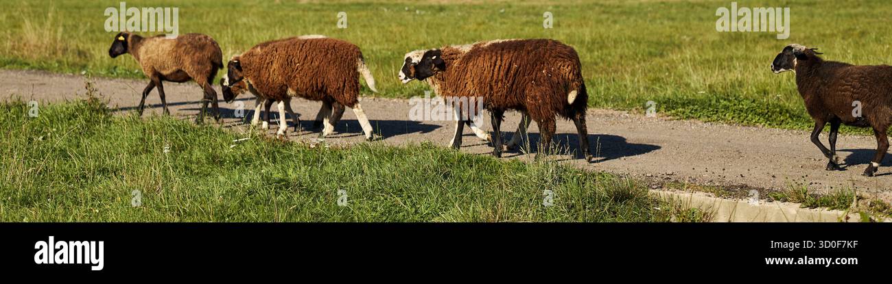 Flock of brown sheep walking along rural path in grassy field, animals ...