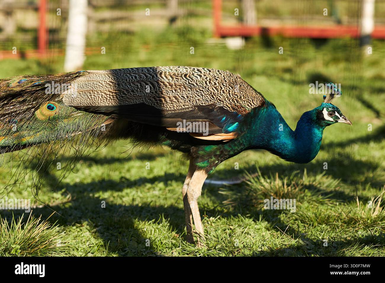 Peacock standing on grass with vibrant iridescent feathers and long ...