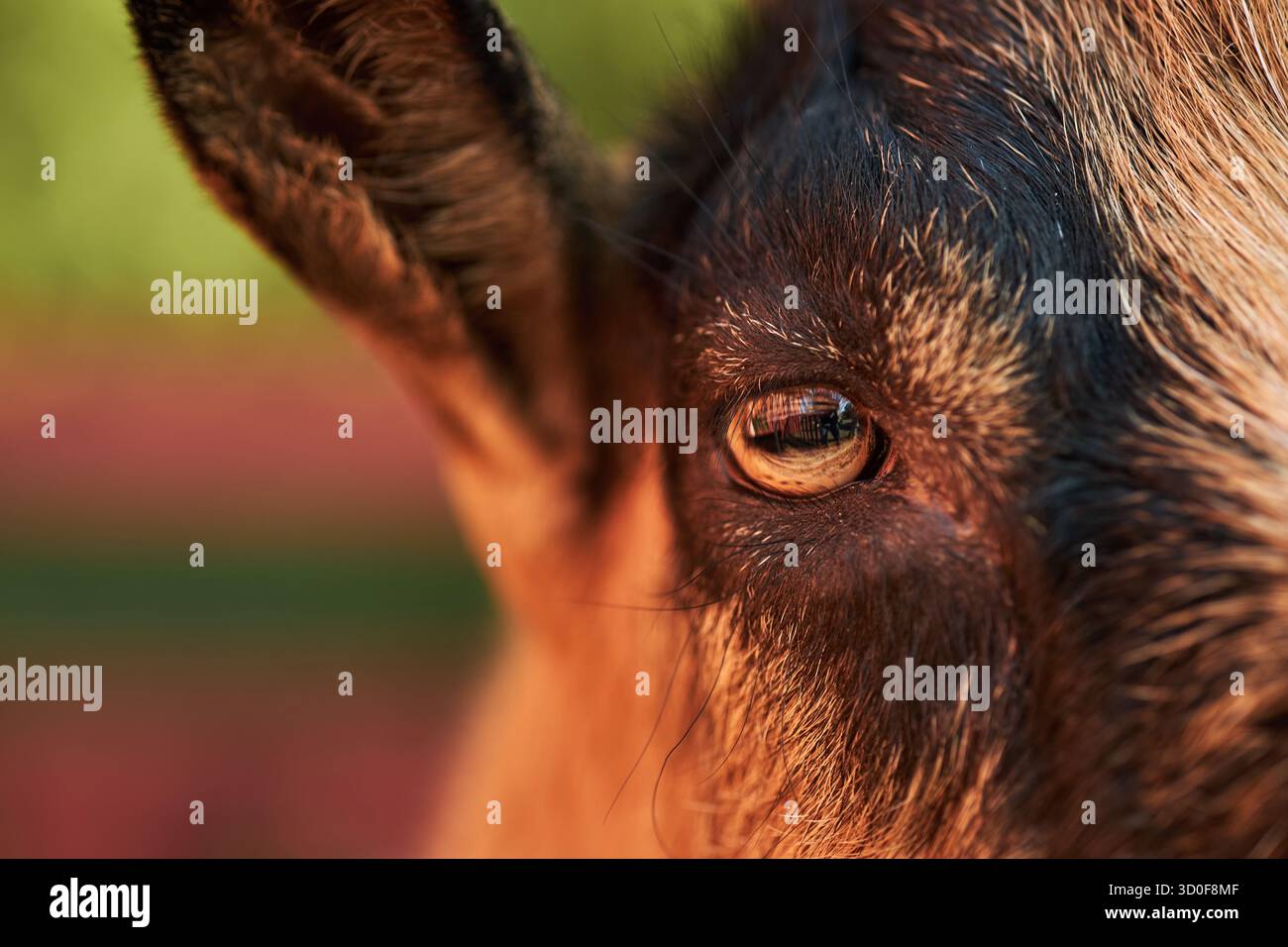 Close up showing eye and part of face of goat, capturing detailed ...