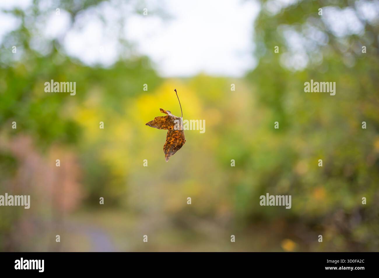 Isolated autumn leaf falling in the wind, floating in the breeze in an ...