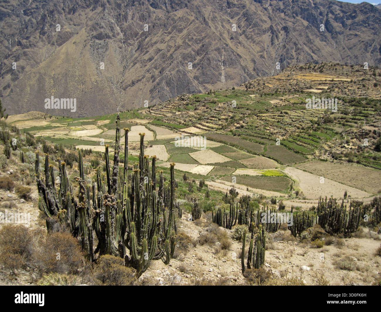 Andes plant hi-res stock photography and images - Alamy