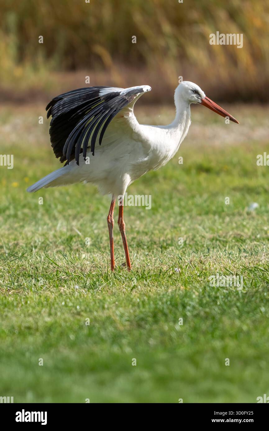 RUST, AUSTRIA - OCTOBER 23: picture shows a stork during the storks in ...