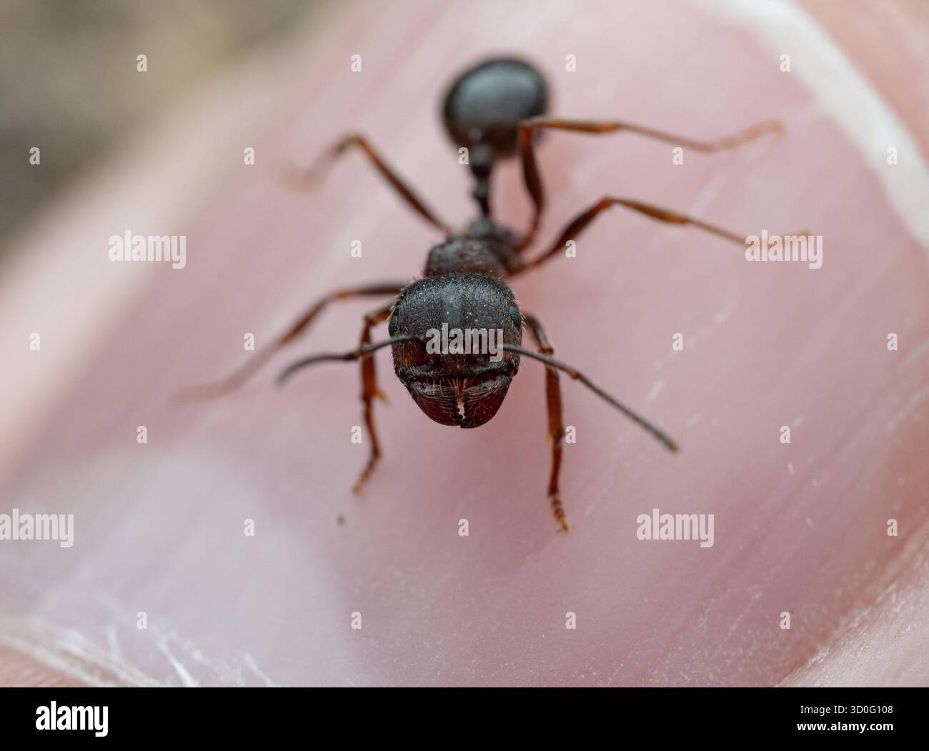 Macro photograph of an ant on a human finger. Detailed view of head ...