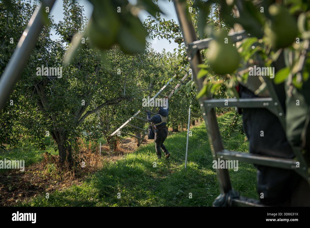 A farmworker harvests pears at an orchard in Naches, Wash., Thursday ...