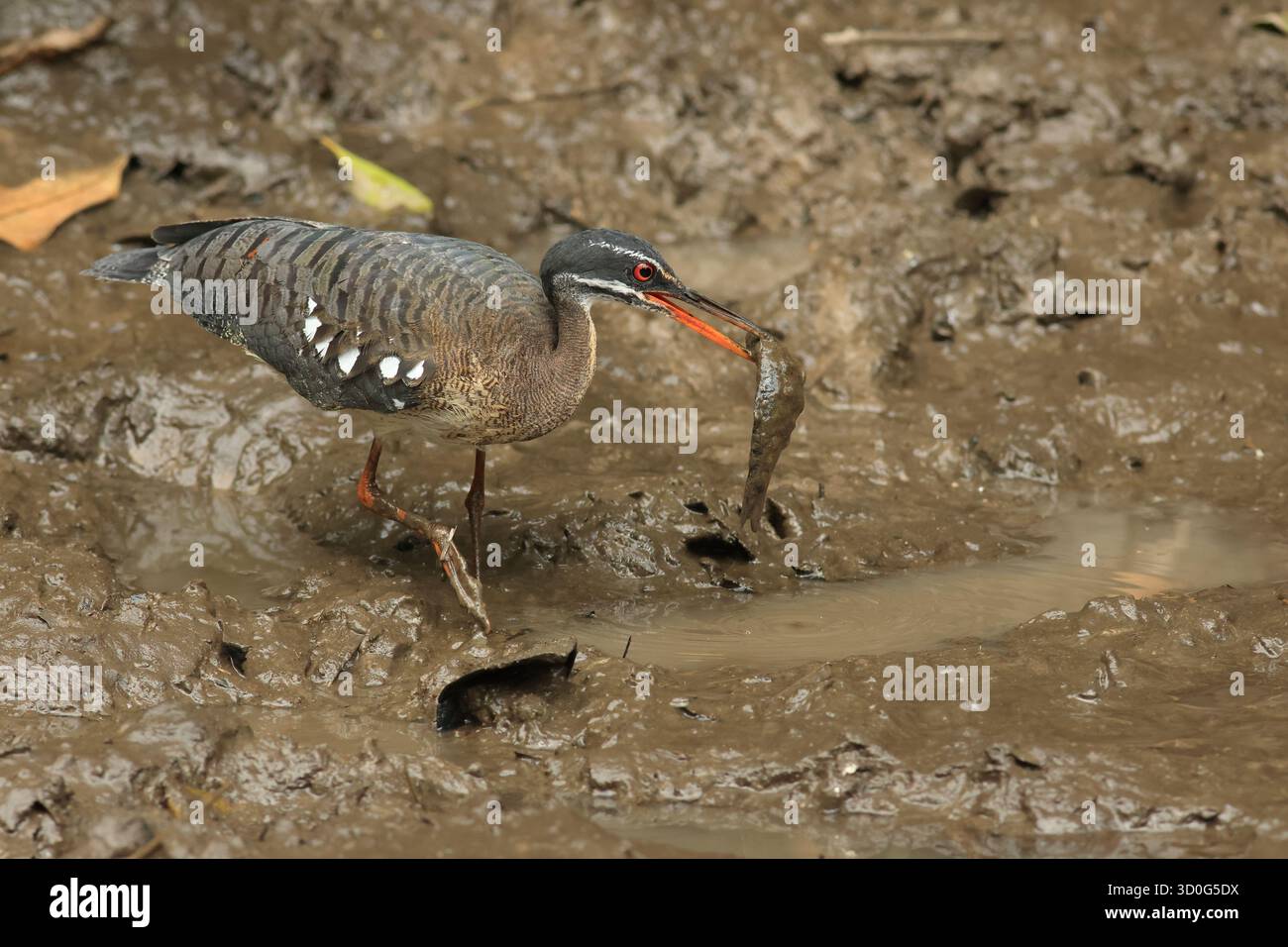 Garza del sol hi-res stock photography and images - Alamy