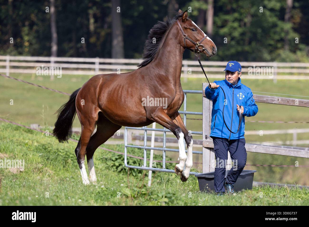 Impatient horse hi-res stock photography and images - Alamy