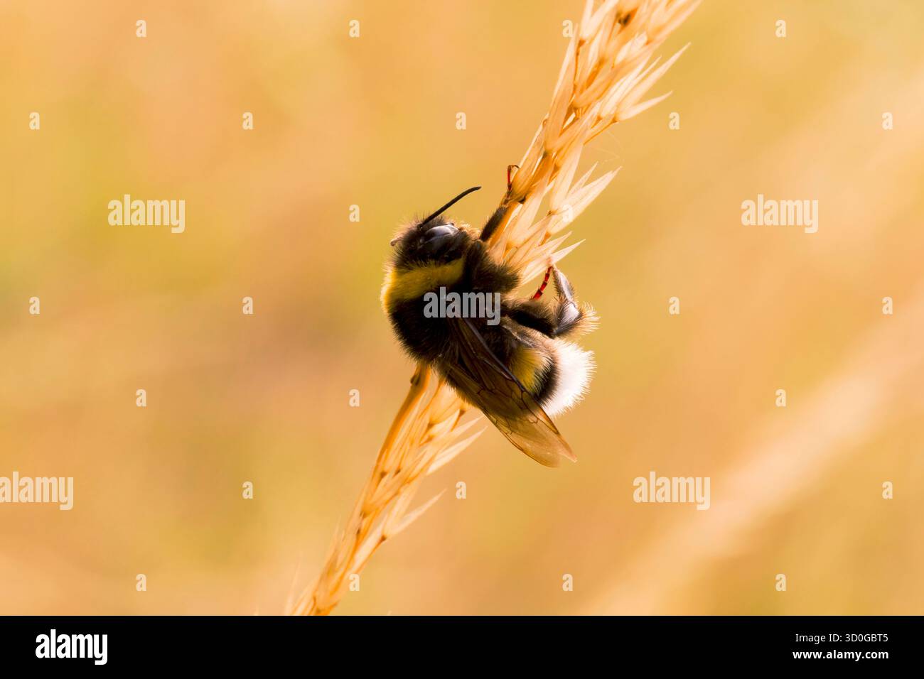 Erdhummel bombus terrestris oder dunkle erdhummel hi-res stock ...