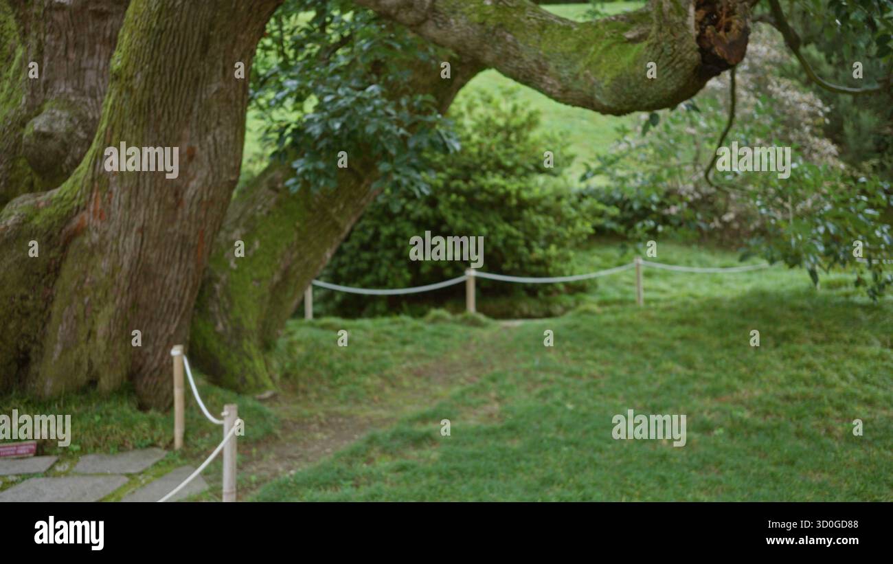 Mossy tree trunks and a rope lined grassy path rendered in soft blurred ...