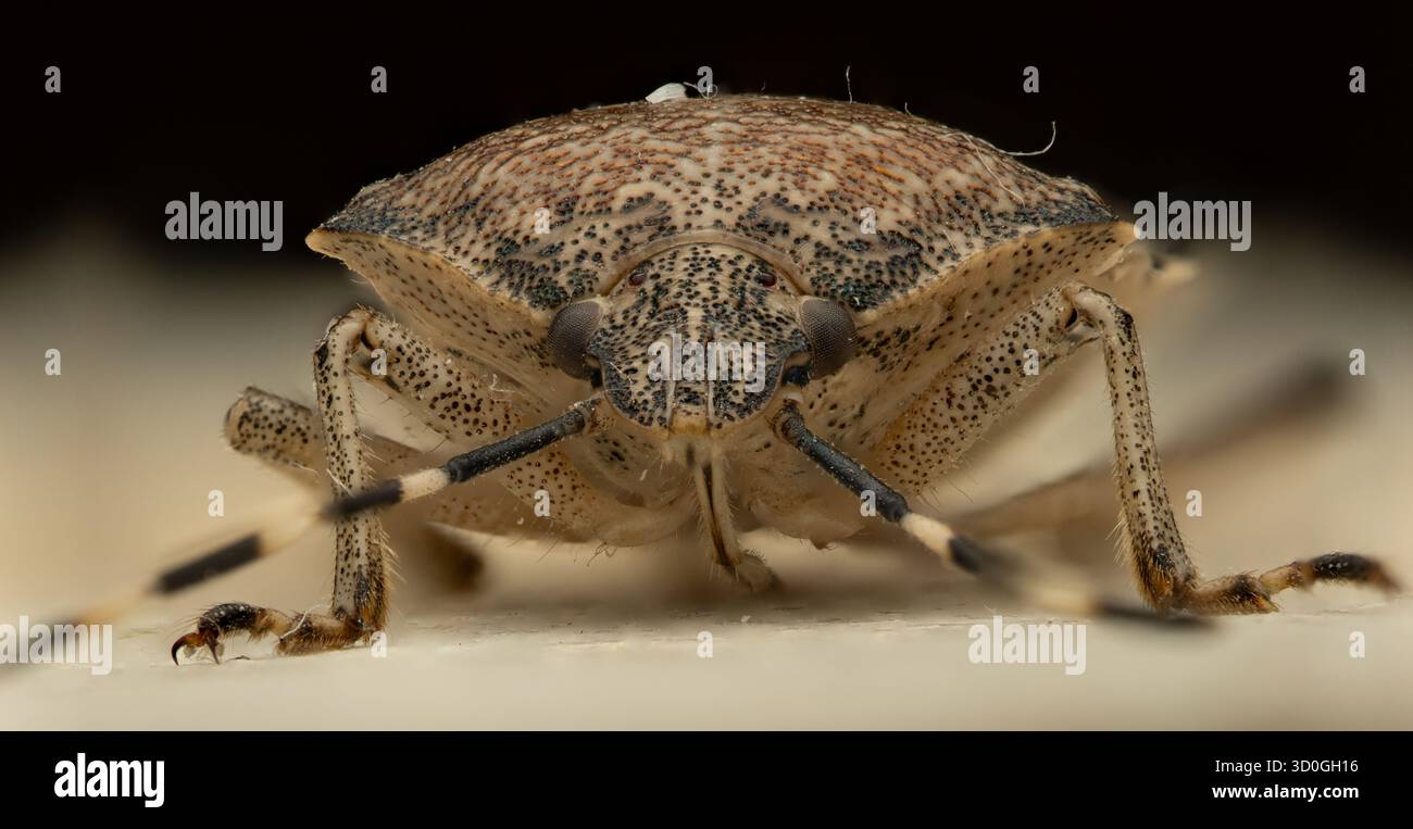 Macro photograph of a stink bug in close-up on a light background. The ...