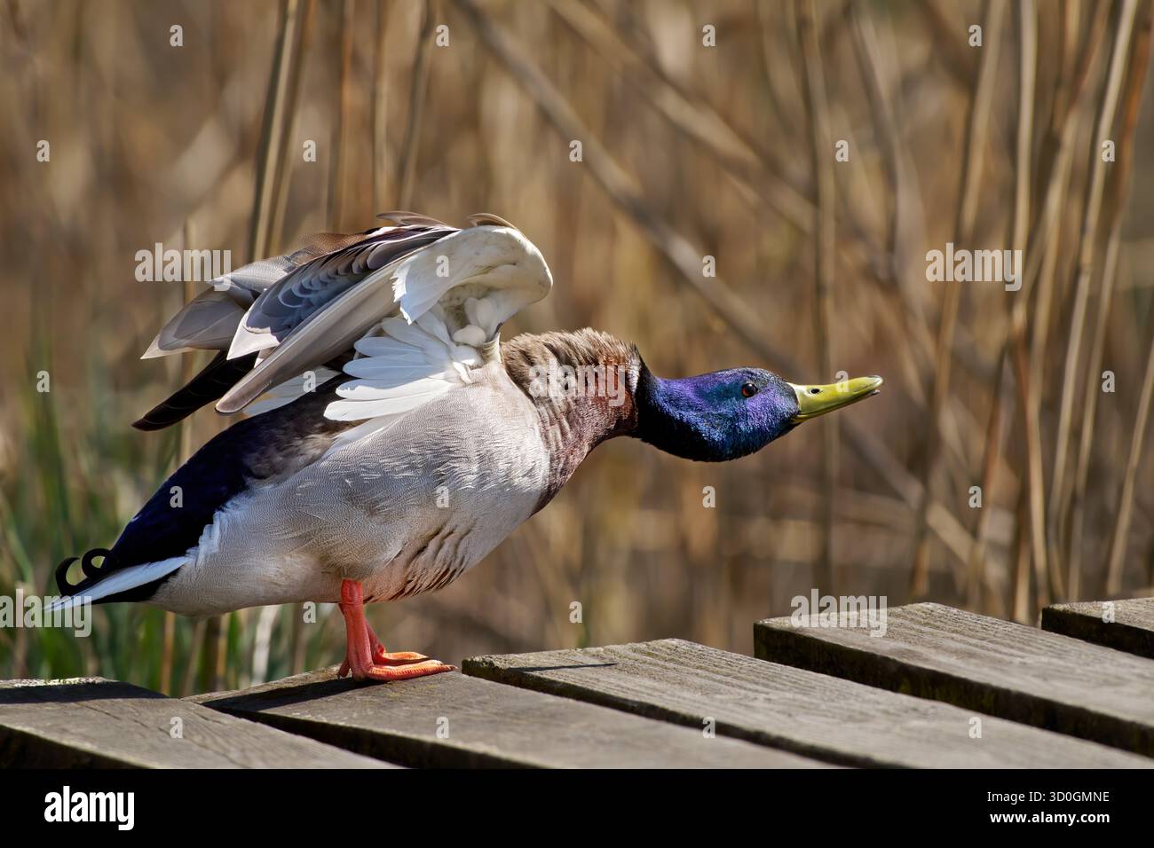 Drake curl hi-res stock photography and images - Alamy