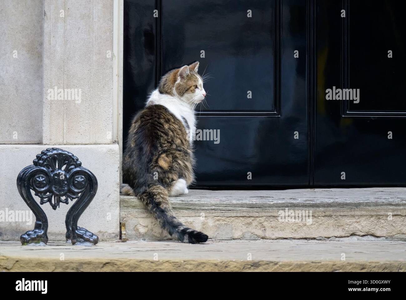 Larry the Cat - Chief Mouser to the Cabinet Office since 2011 - in ...