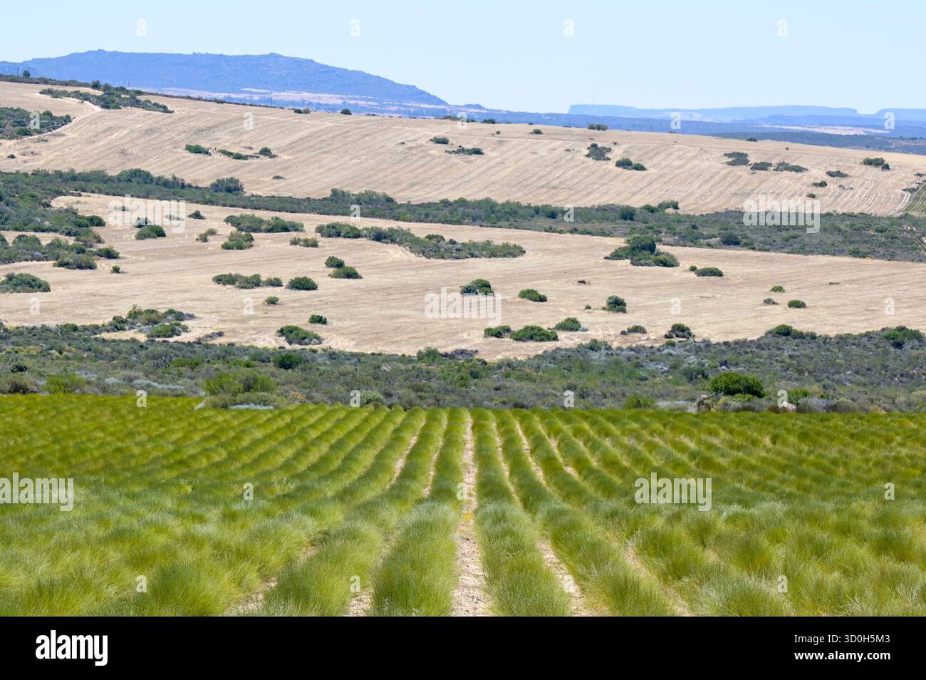 SOUTH AFRICA, West Coast District, Ceder mountains, Clanwilliam ...