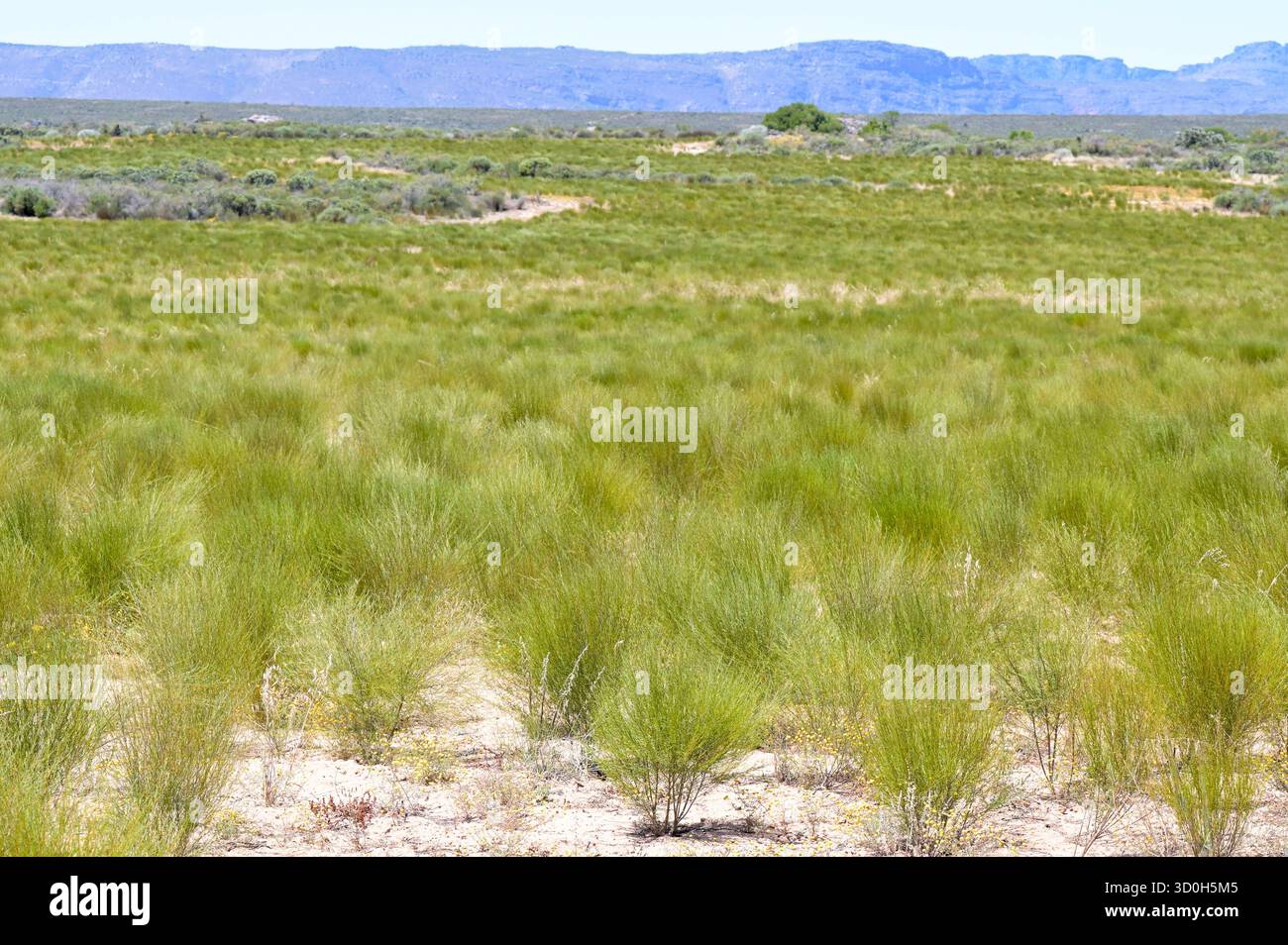 SOUTH AFRICA, West Coast District, Ceder mountains, Clanwilliam ...
