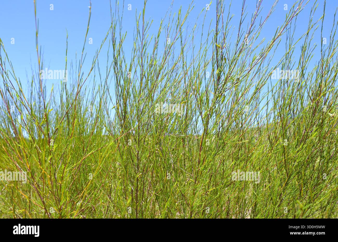 Rooisbos hi-res stock photography and images - Alamy