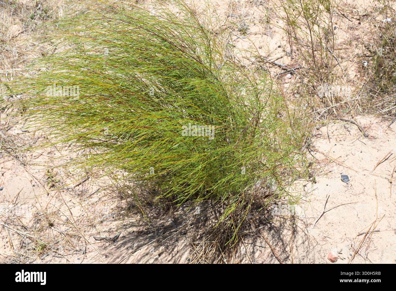 SOUTH AFRICA, West Coast District, Ceder mountains, Clanwilliam ...