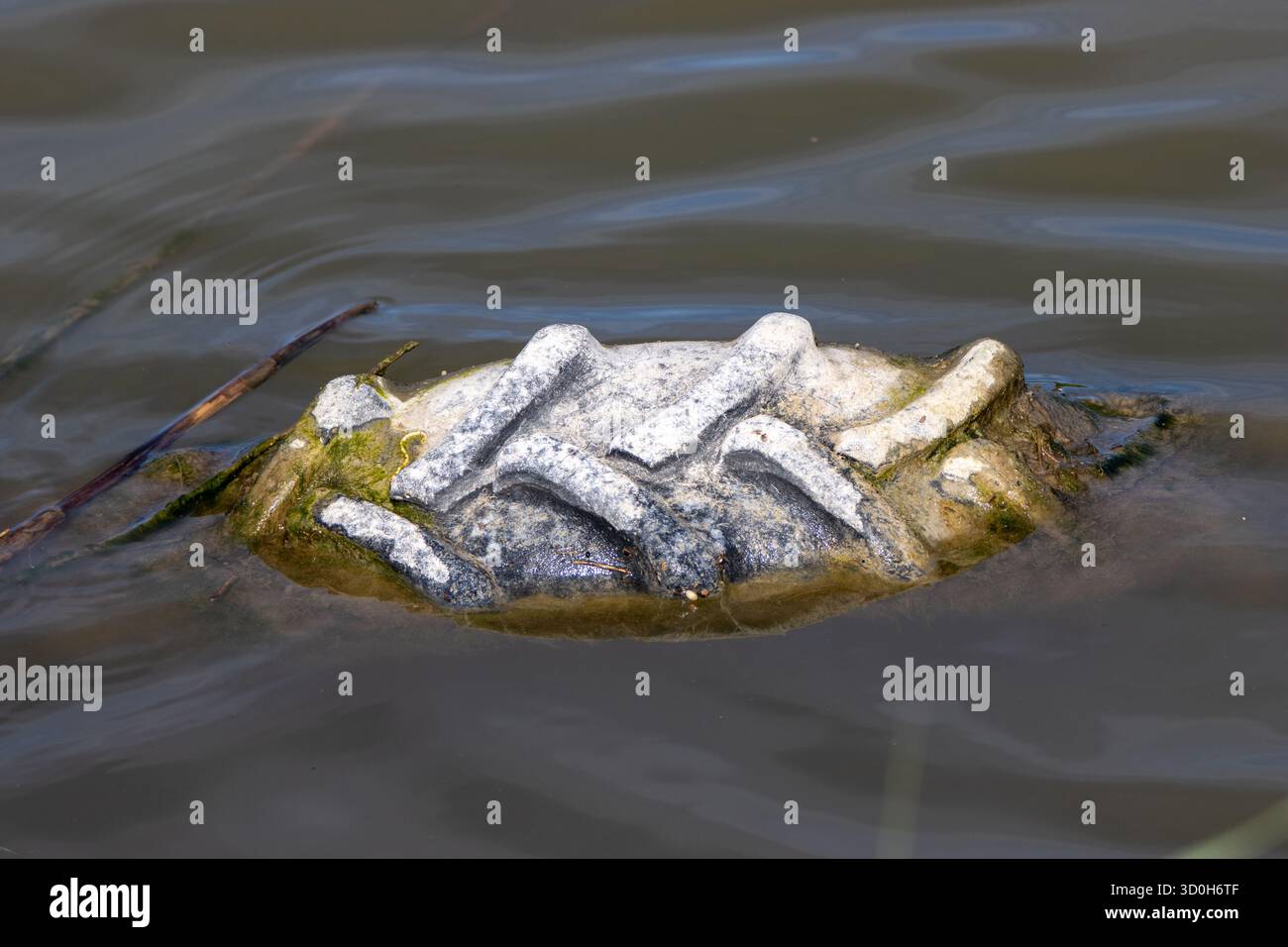 old dirty tyre with large tread submerged in water dumped Stock Photo ...