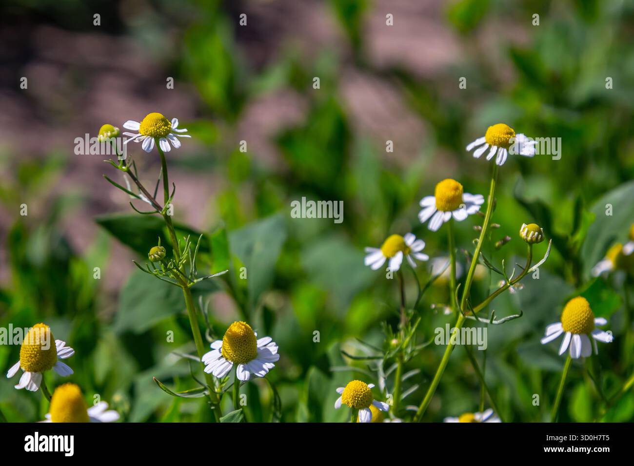 White matricaria flowers on hi-res stock photography and images - Alamy