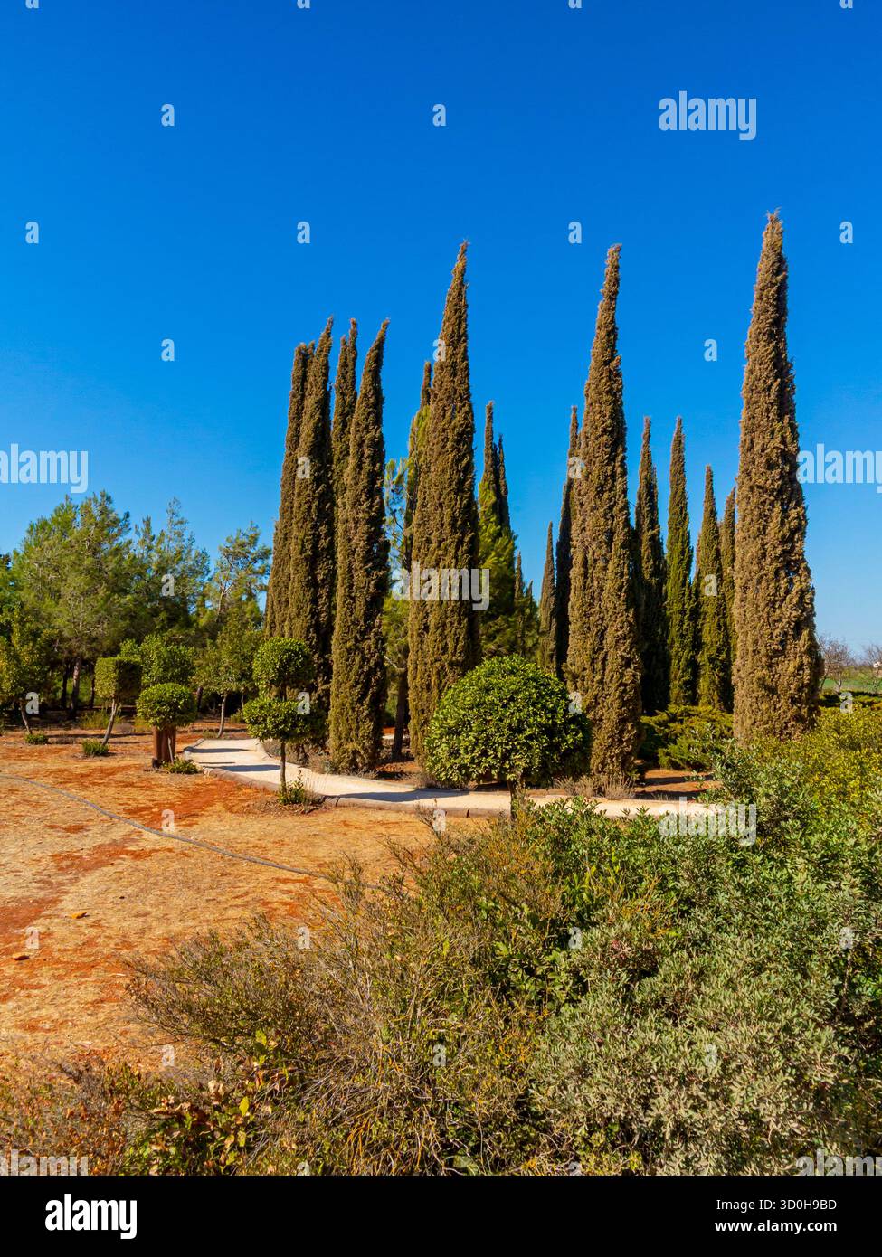 Cypress Trees and plants growing in Cyherbia Botanical Park a garden ...