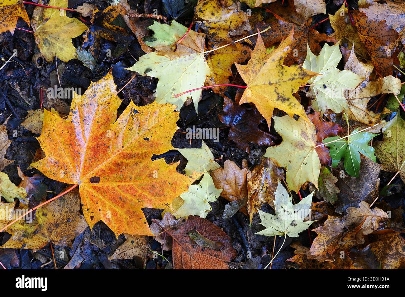 Deciduous leaf litter on the ground in autumn, UK Stock Photo - Alamy