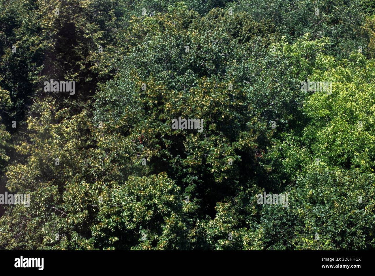 A vibrant canopy of various shades of green representing a healthy and ...