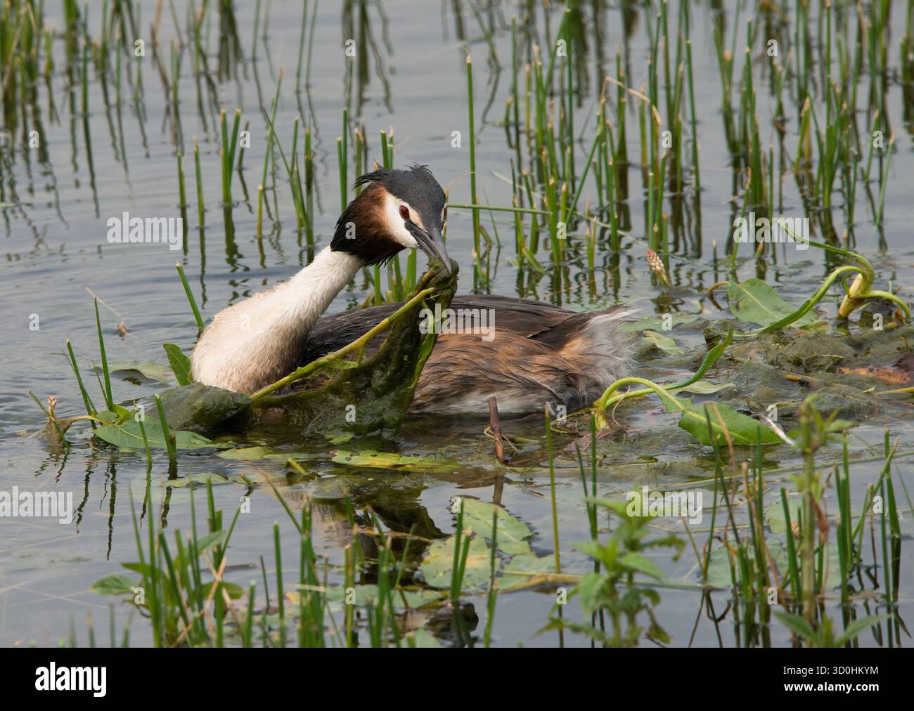 Side view with turned head to viewer hi-res stock photography and ...