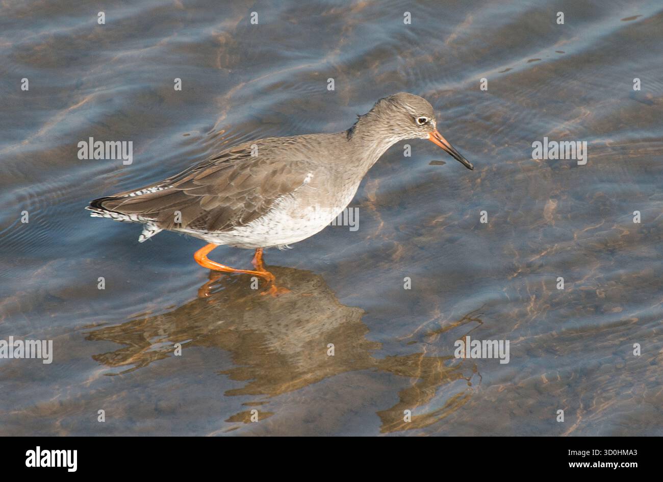 Redshank in portrait style image in natural habitat hi-res stock ...