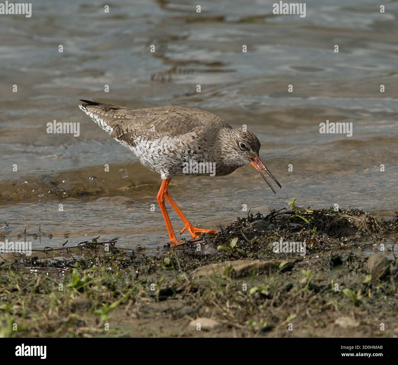 Redshank in portrait style image in natural habitat hi-res stock ...