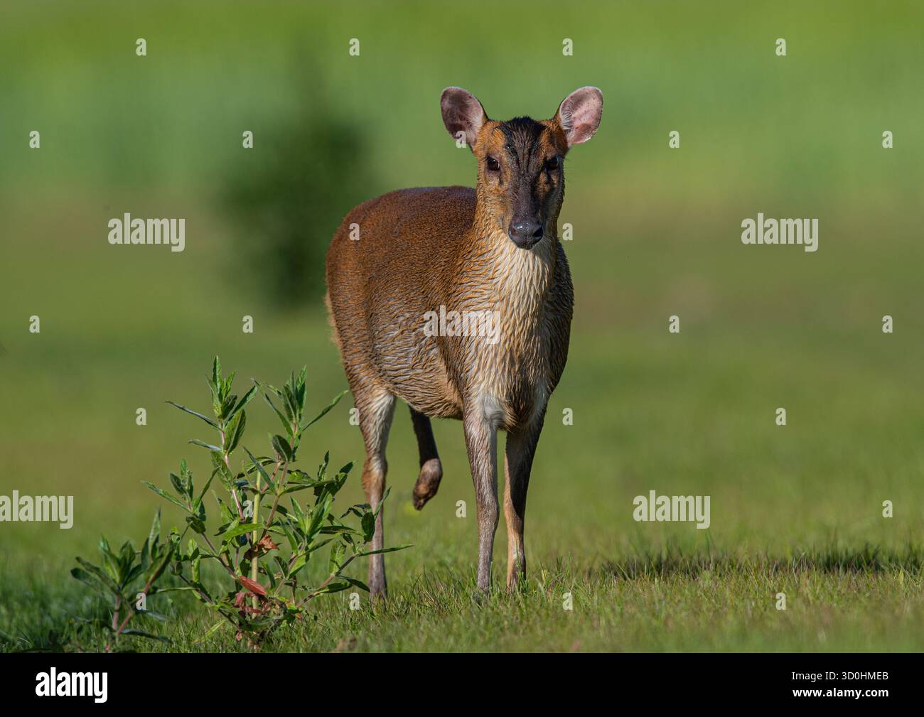 Close up and detailed cheeky female Reeves's muntjac ( Muntiacus ...