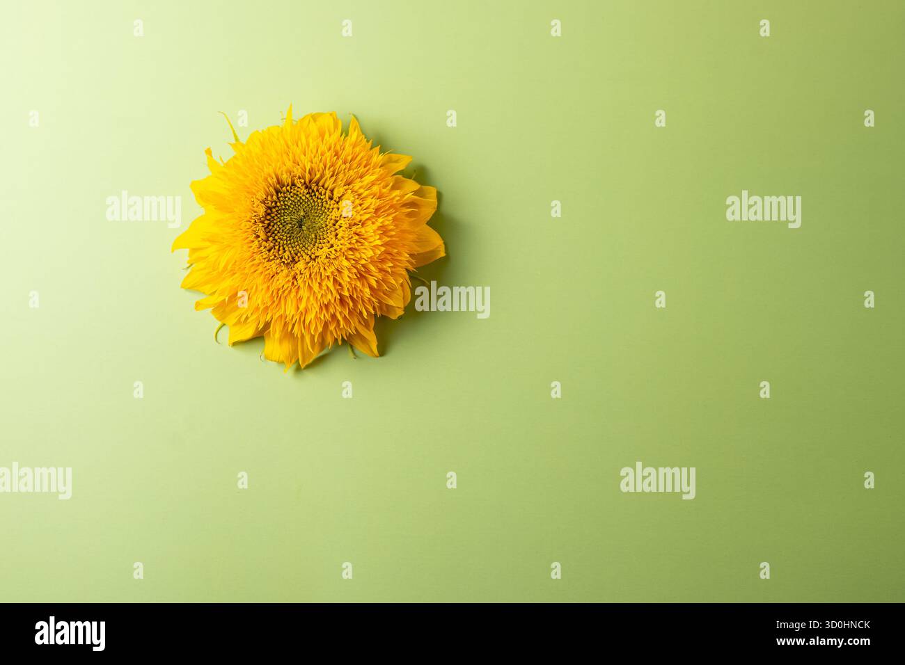 Sunflower a soft green backdrop Stock Photo - Alamy