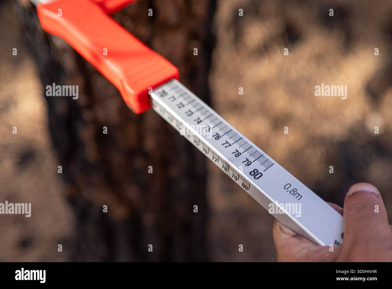 A detailed view of a marked tree in a post fire landscape A Marked Tree ...